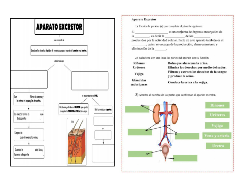 Ficha Sistema Excretor | PDF