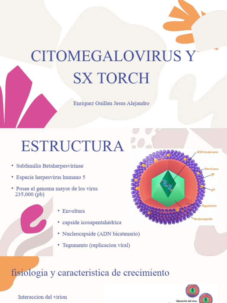 4 - Citomegalovirus y SX TORCH | PDF | Virus | Sistema inmune