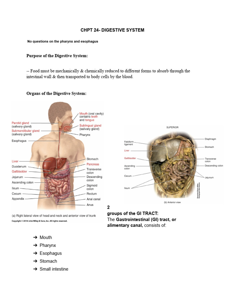 PDF CHPT 24-Hlsc120 - Digestive System | PDF | Stomach | Human Digestive System