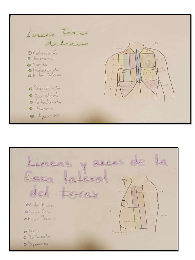 topografia del torax | PDF