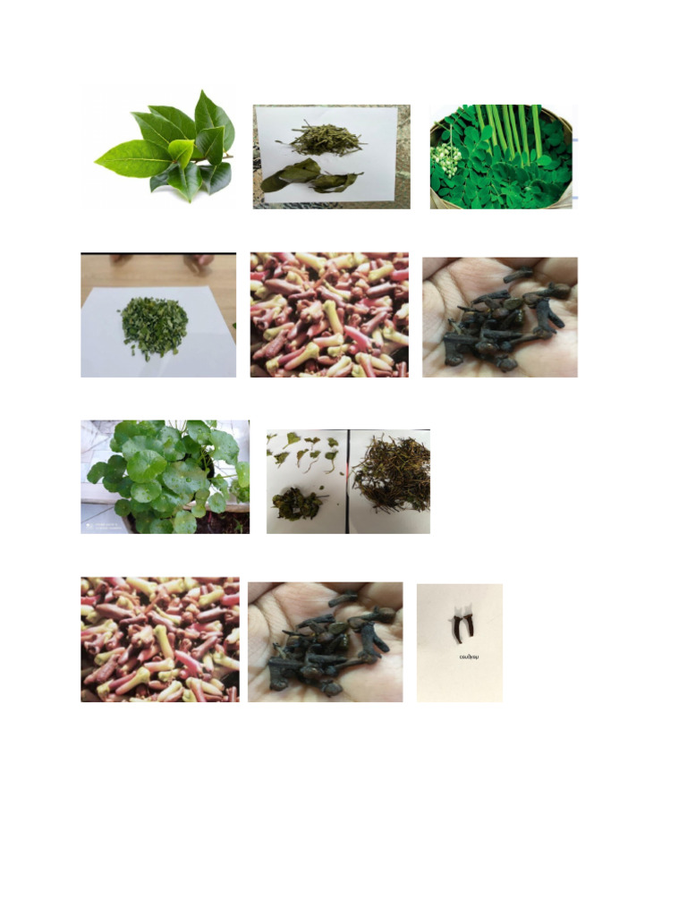 Gambar Simplisia | PDF