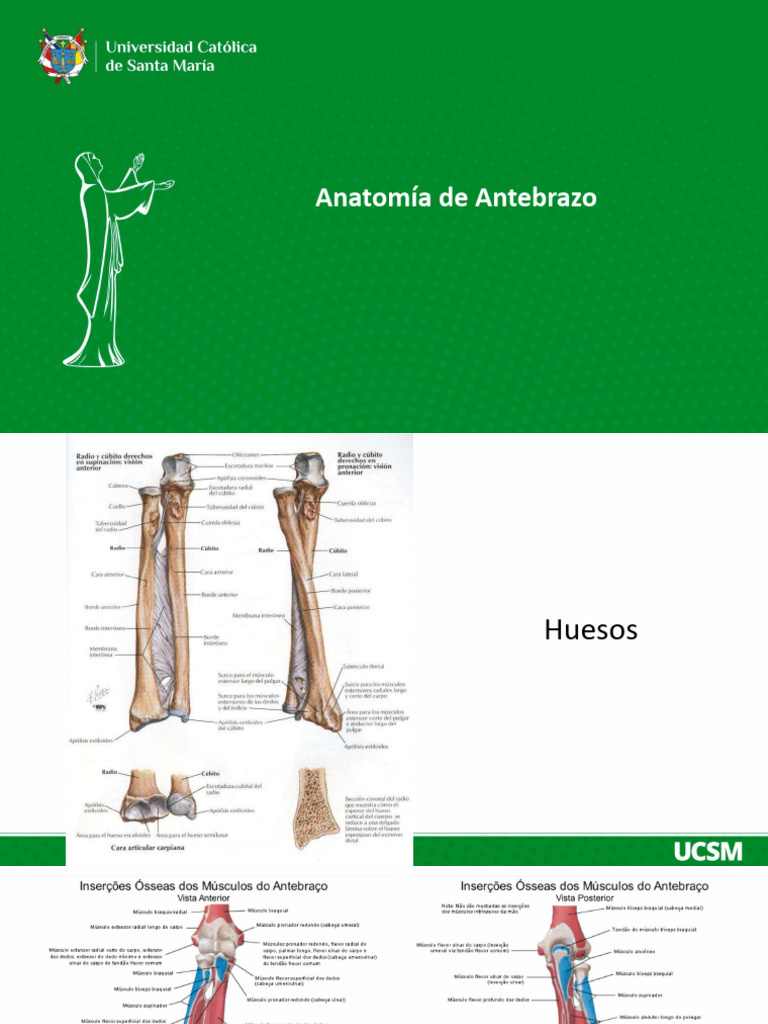 Anatomía Antebrazo 2020 Pdf Mano Sistema Musculoesquelético