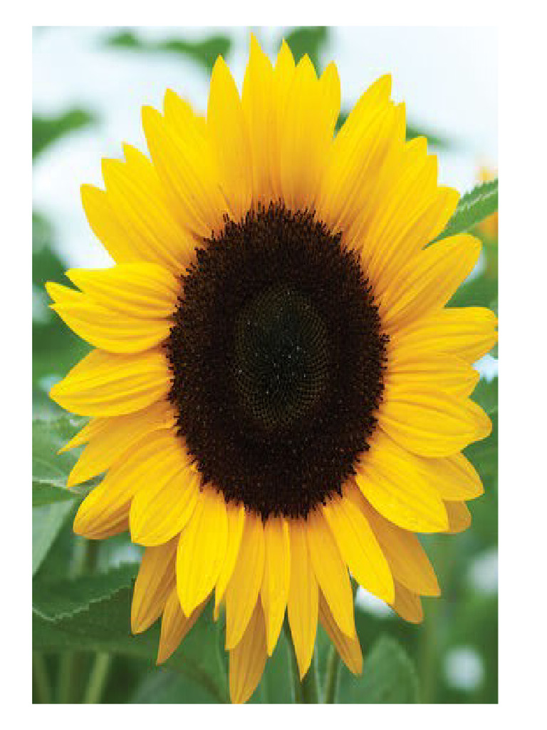 sunflower | PDF