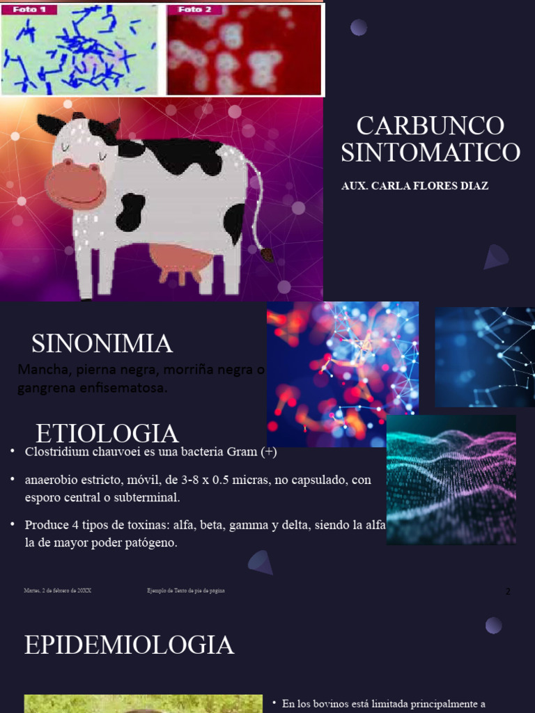 Carbunco Sintomático en Bovinos: Guía Completa | PDF | Ántrax | Vacas