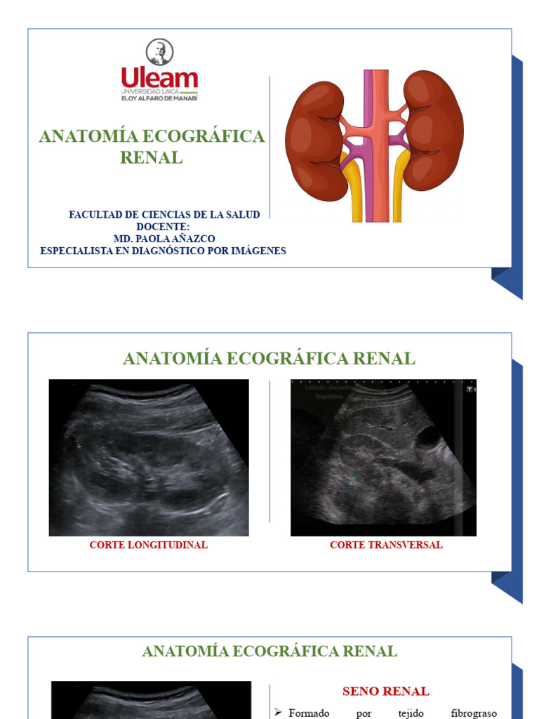 Ecografia Renal Pdf Riñón Ultrasonido Médico