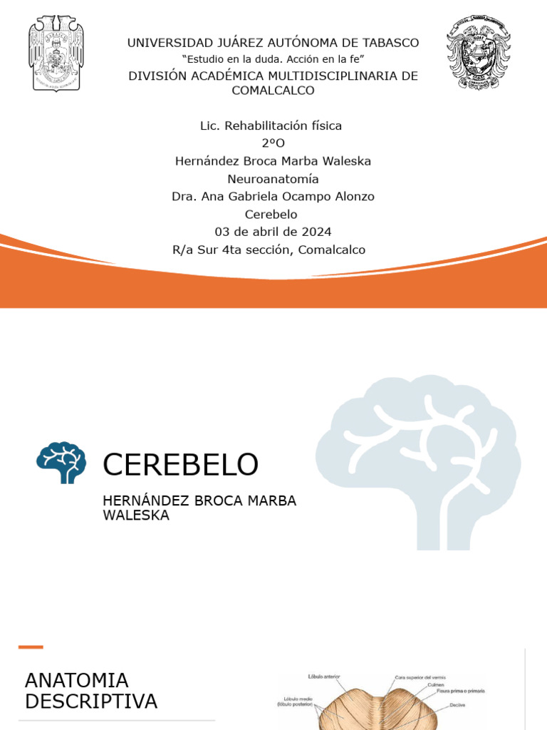 CEREBELO | PDF | Cerebelo | Cerebro