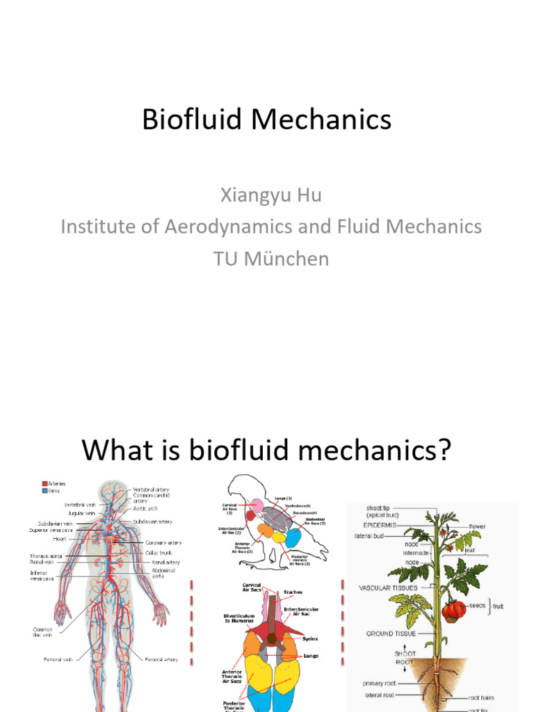 Biofluid Mechanics Lecture 1 | PDF | Fluid Dynamics | Shear Stress