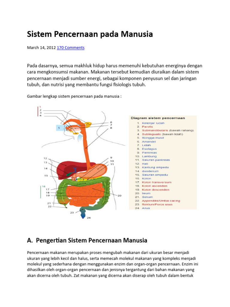 Pencernaan | PDF | Kesehatan Holistik