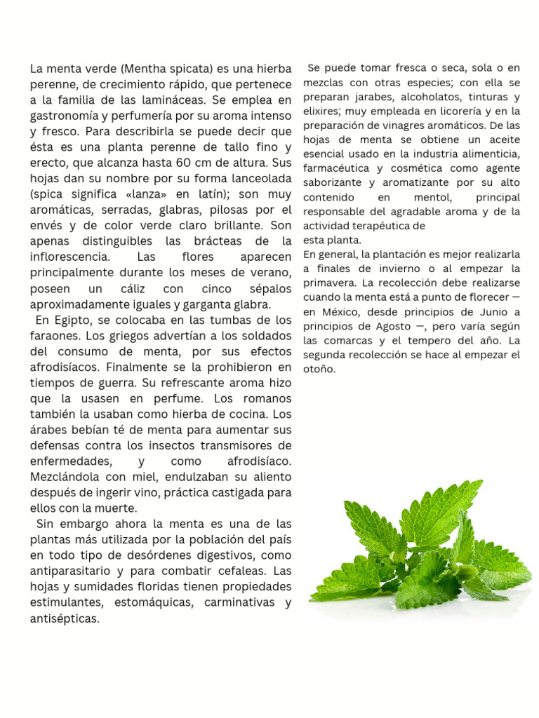 Usos y Beneficios de la Menta Verde | PDF | Mentha
