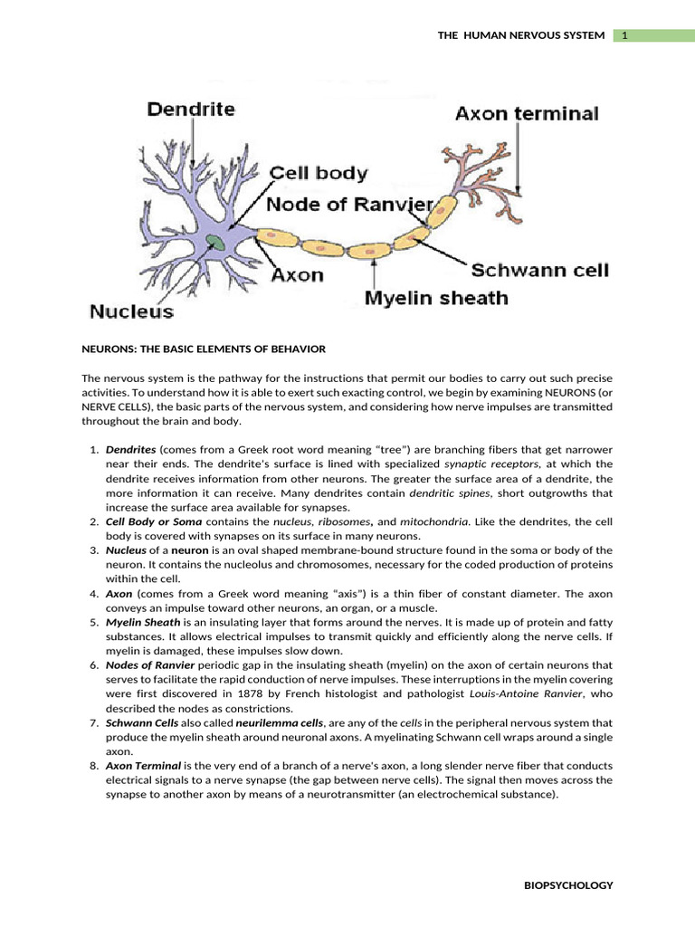 Topic 02A - The Neurons | PDF | Neuron | Axon