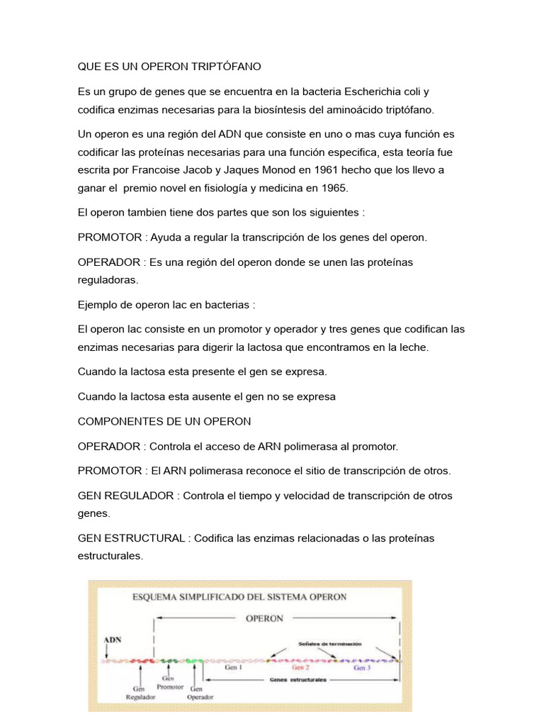 Que Es Un Operon Triptófano | PDF
