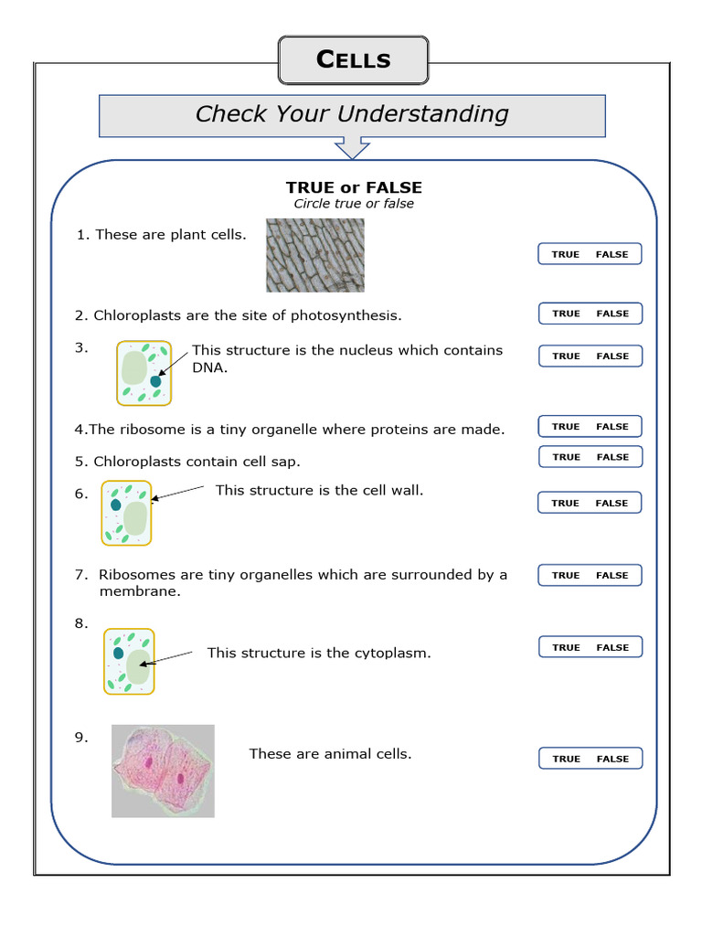 Cells Truefalse | PDF | Home & Garden | Science & Mathematics