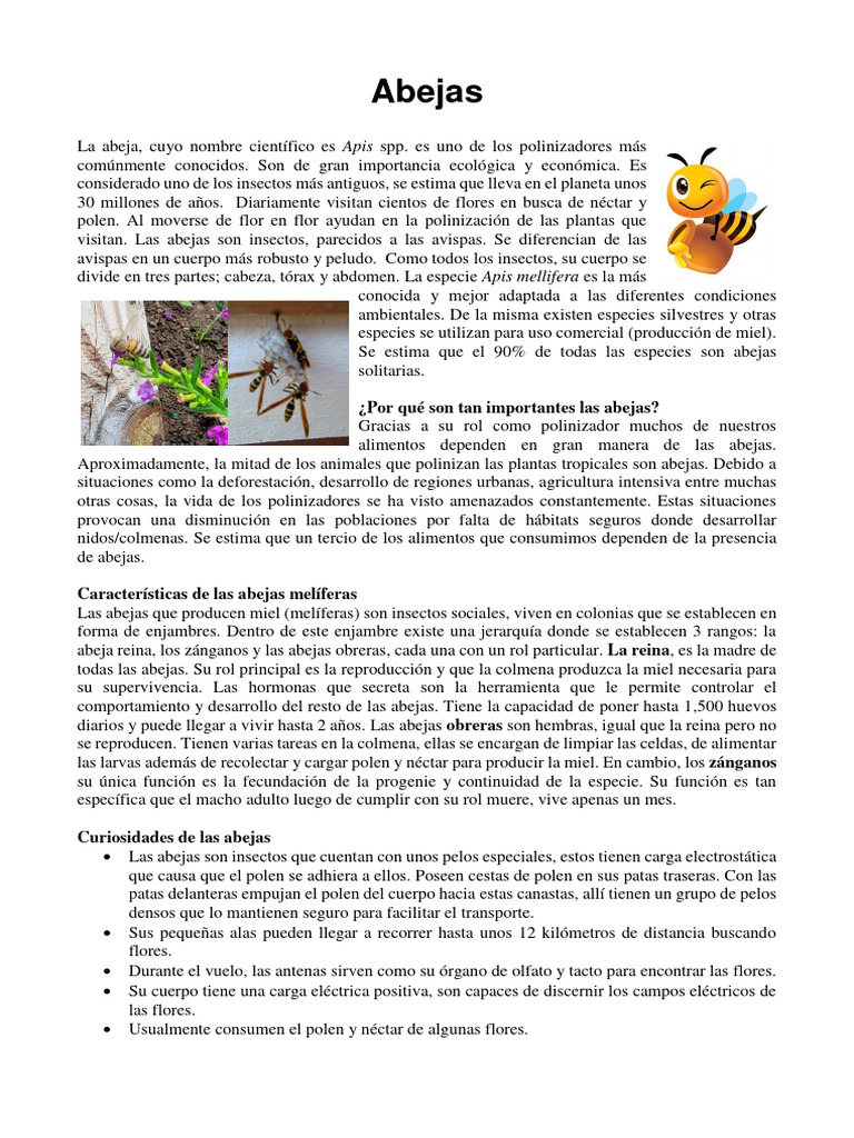 Importancia y Curiosidades de Abejas | PDF | Western Honey Bee | Colmena