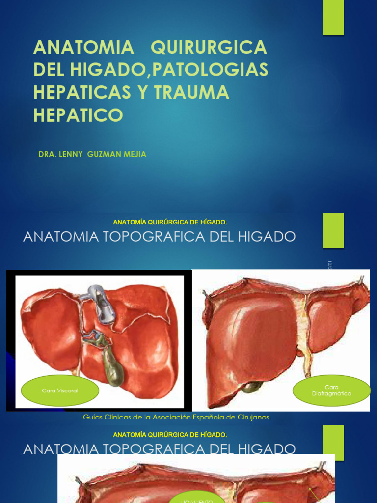 Higado y Trauma Hepatico Udabol 2024 | PDF | Hígado | Órgano (anatomía)