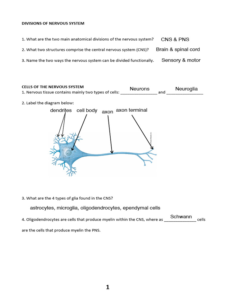 Neuro HN Tutorial Handout 2024 | PDF | Neuron | Synapse