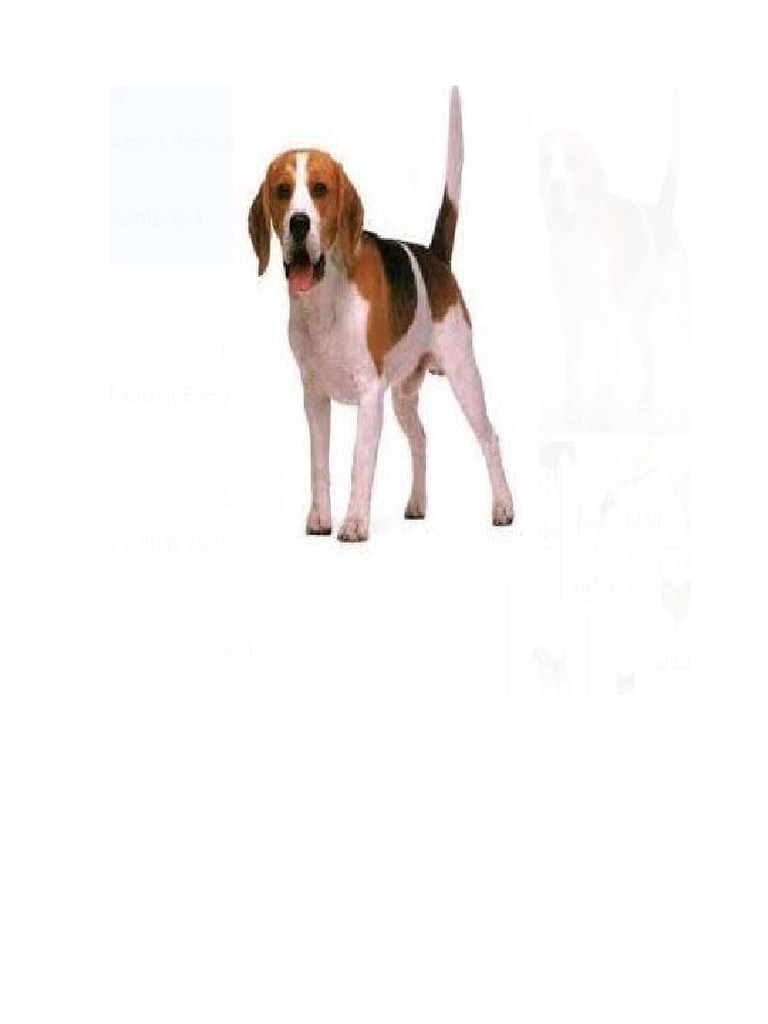 Perro | PDF