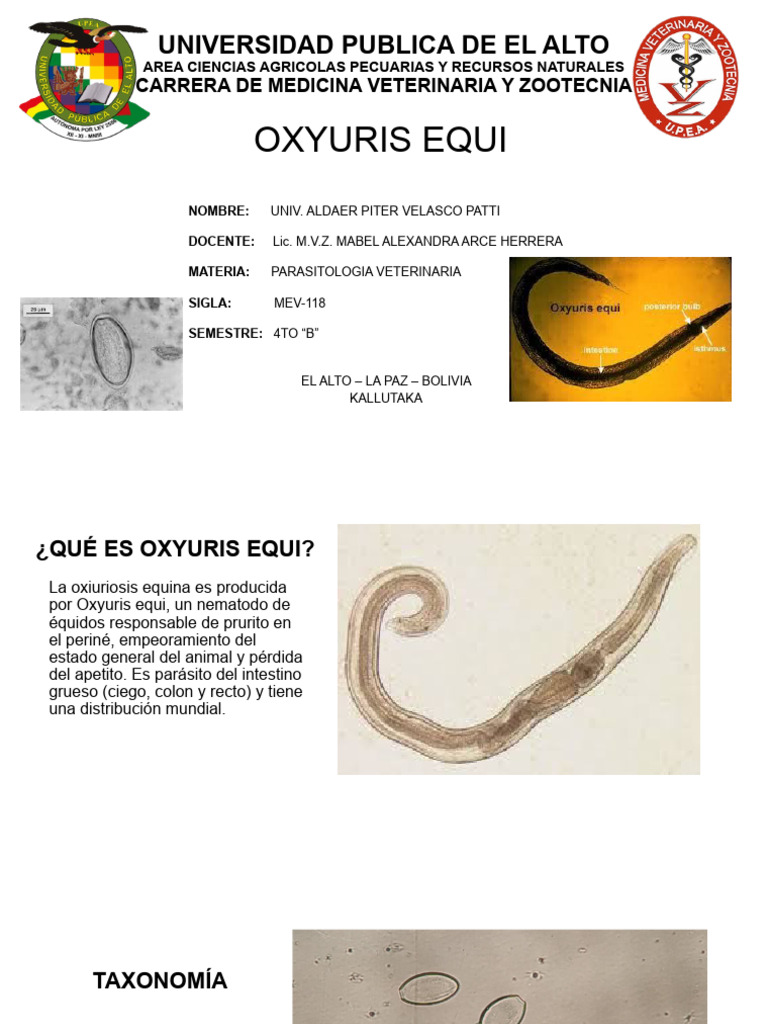 OXYURIS EQUI | Descargar gratis PDF | Tracto gastrointestinal ...
