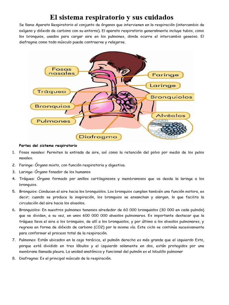 Ficha El Sistema Respiratorio y Sus Cuidados | PDF | Pulmón | Sistema ...