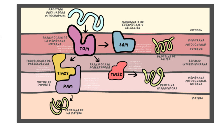 Membrana Mitocondrial Externa | Descargar gratis PDF | Mitocondria ...