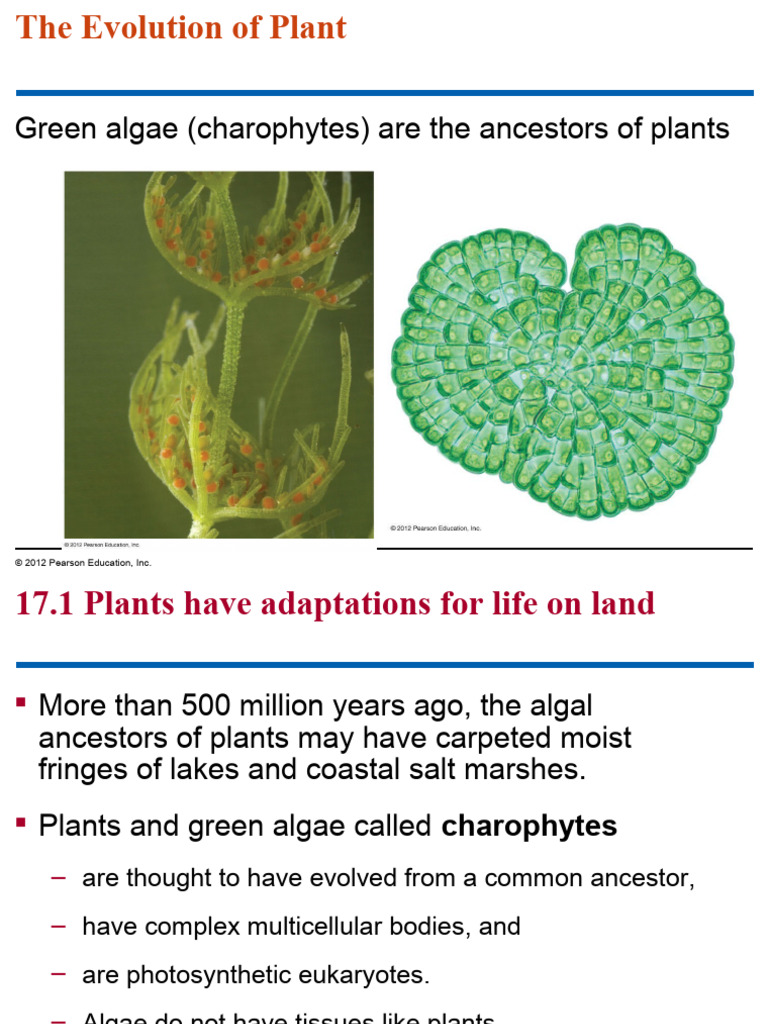Plant Evolution | PDF | Flowers | Spore