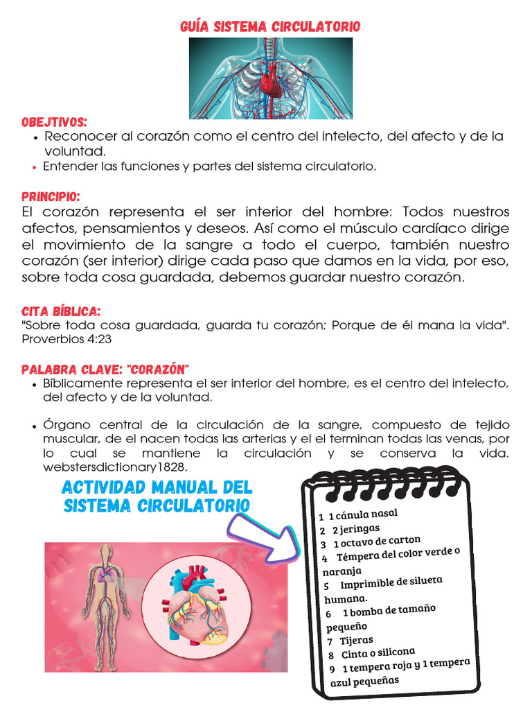Guía Sistema Circulatorio | PDF | Sistema circulatorio | Corazón