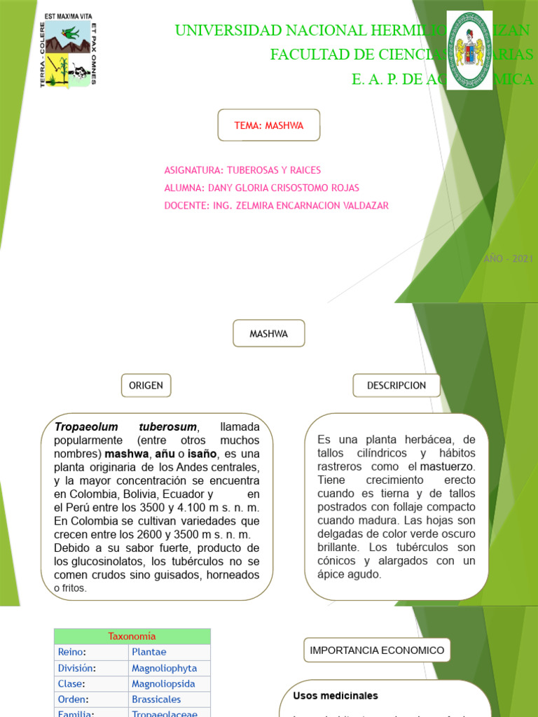 Diapositiva Mashwa | PDF | Ramas de la botánica | Plantas