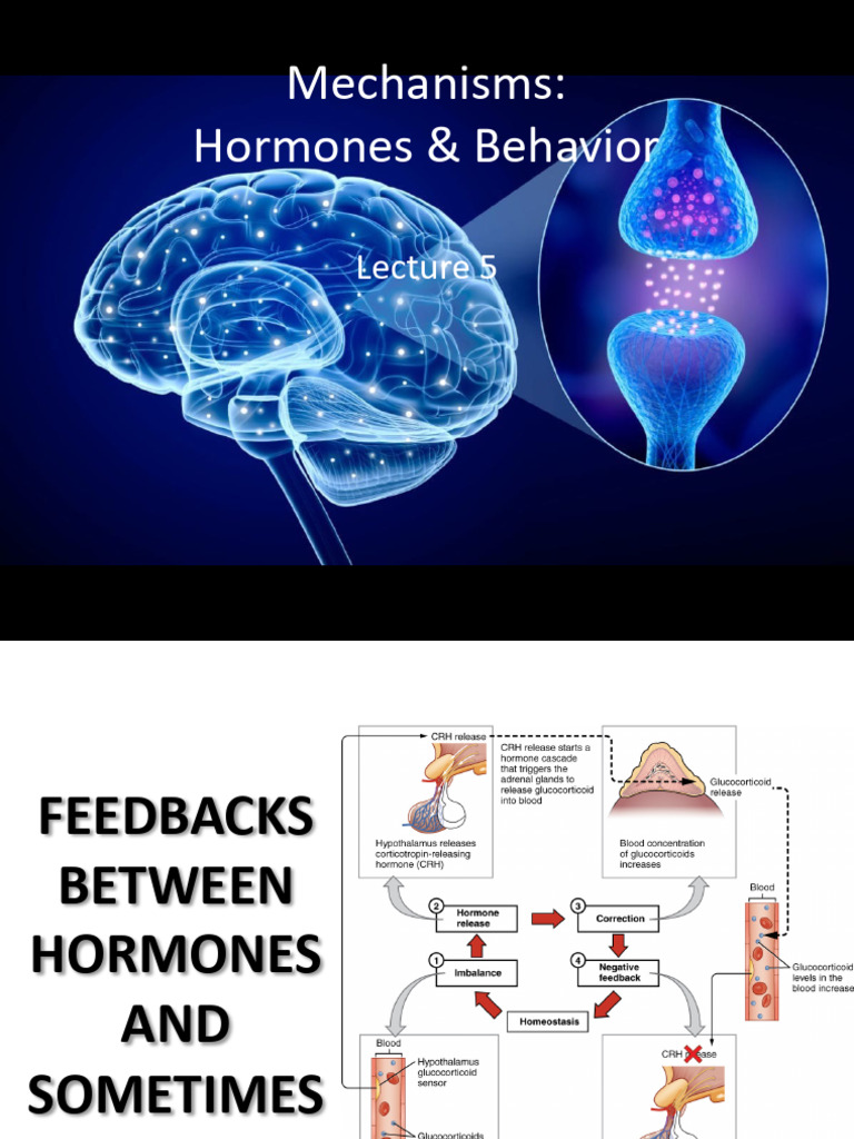 05 Lecture Animal Behavior Holt 2024 pdf-1 | PDF | Brain | Neuron