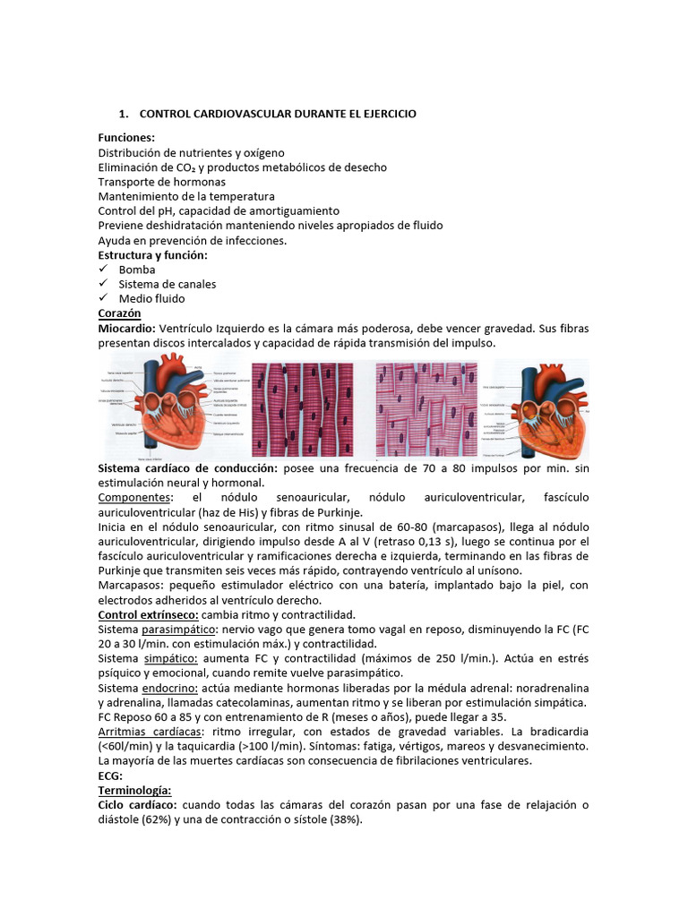 Control Cardiovascular Del Ejercicio1 | PDF | Corazón | Sangre