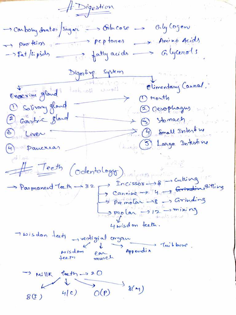 Handwritten Digestive System Notes | PDF | Dental Anatomy
