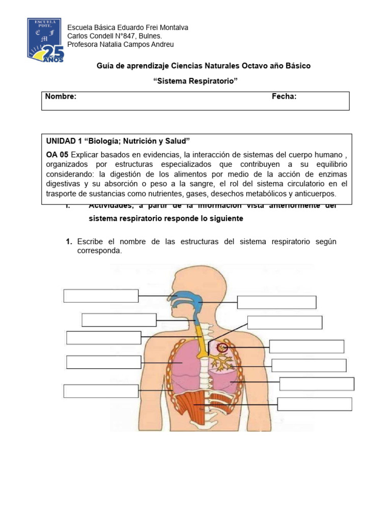 Guía de Aprendizaje Ciencias Naturales Octavo Año Básico Sistema ...