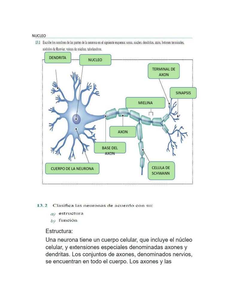 Estructura y función del telodendrón | PDF | Cerebro | Neurona