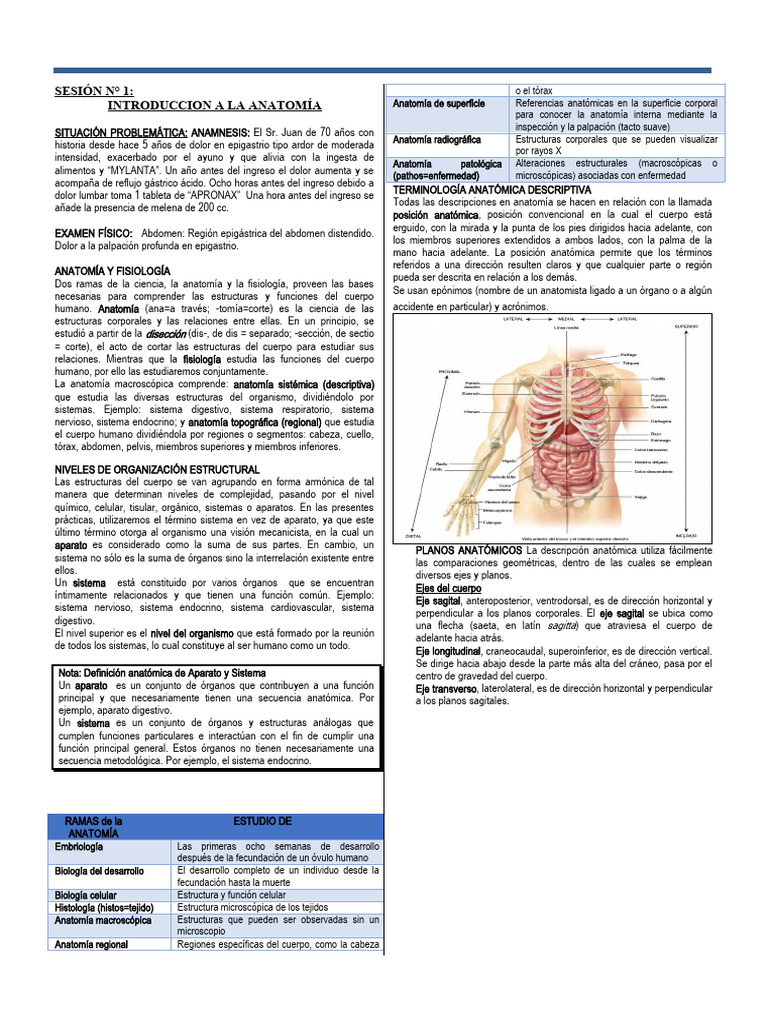 001 Ciencias Letras Anatomia | PDF | Anatomía | Abdomen