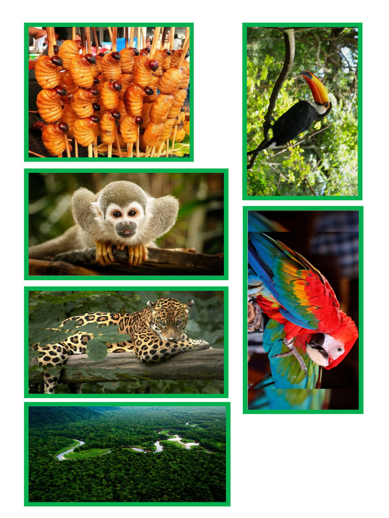 SELVA | PDF