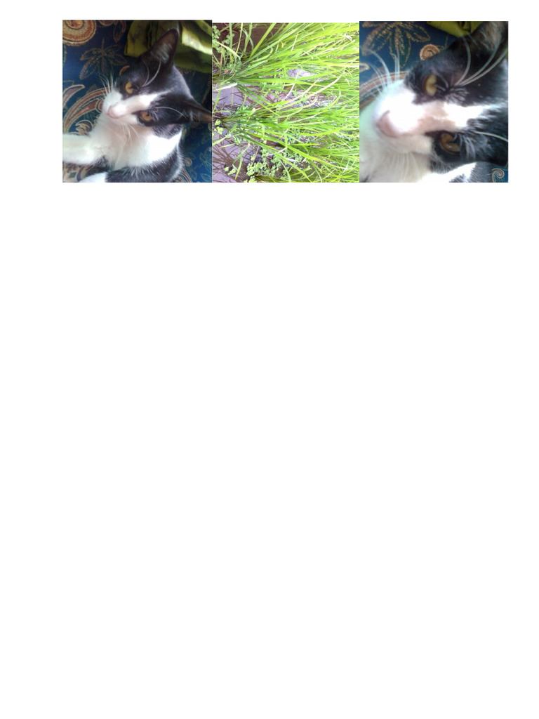 Foto Bintik Buta | PDF