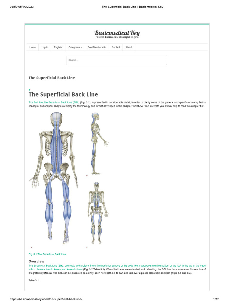 03 The Superficial Back Line - Basicmedical Key | PDF | Foot | Ankle
