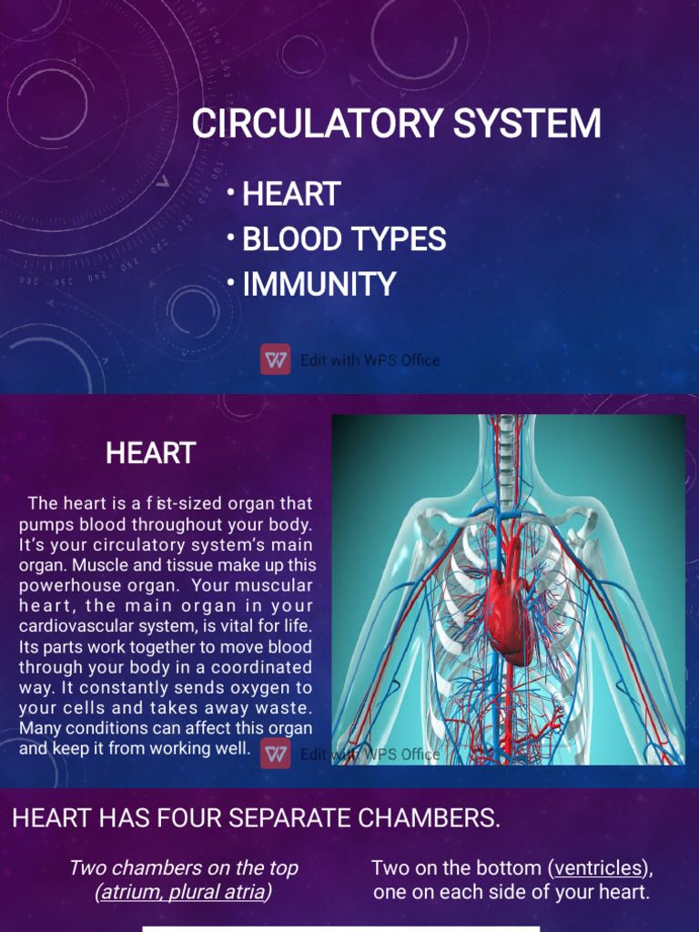 Circulatory System 1 | PDF | Heart | Blood