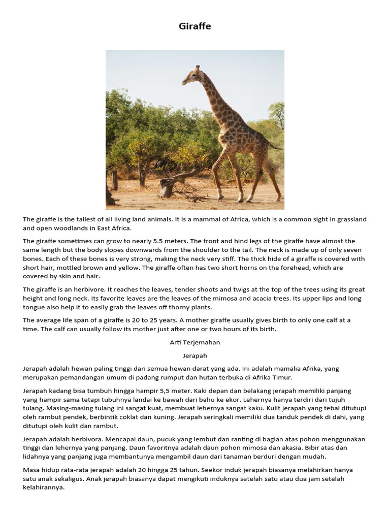 Giraffe | PDF