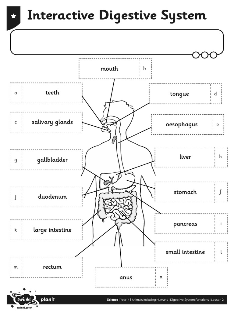 Digestive System Activity | PDF | Human Digestive System ...