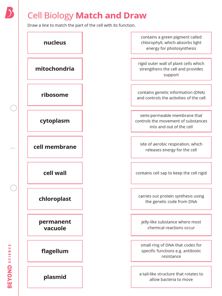 Cell Biology Match and Draw | PDF | Cell (Biology) | Chloroplast