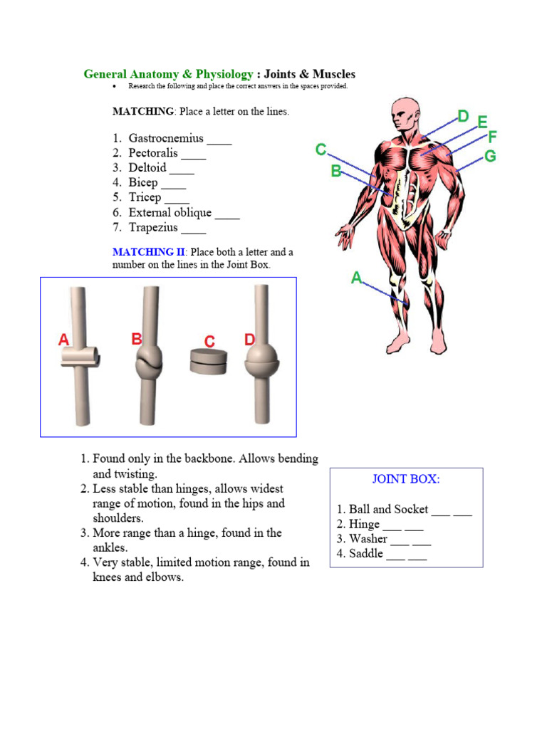 General Anatomy Joints and Muscles | PDF