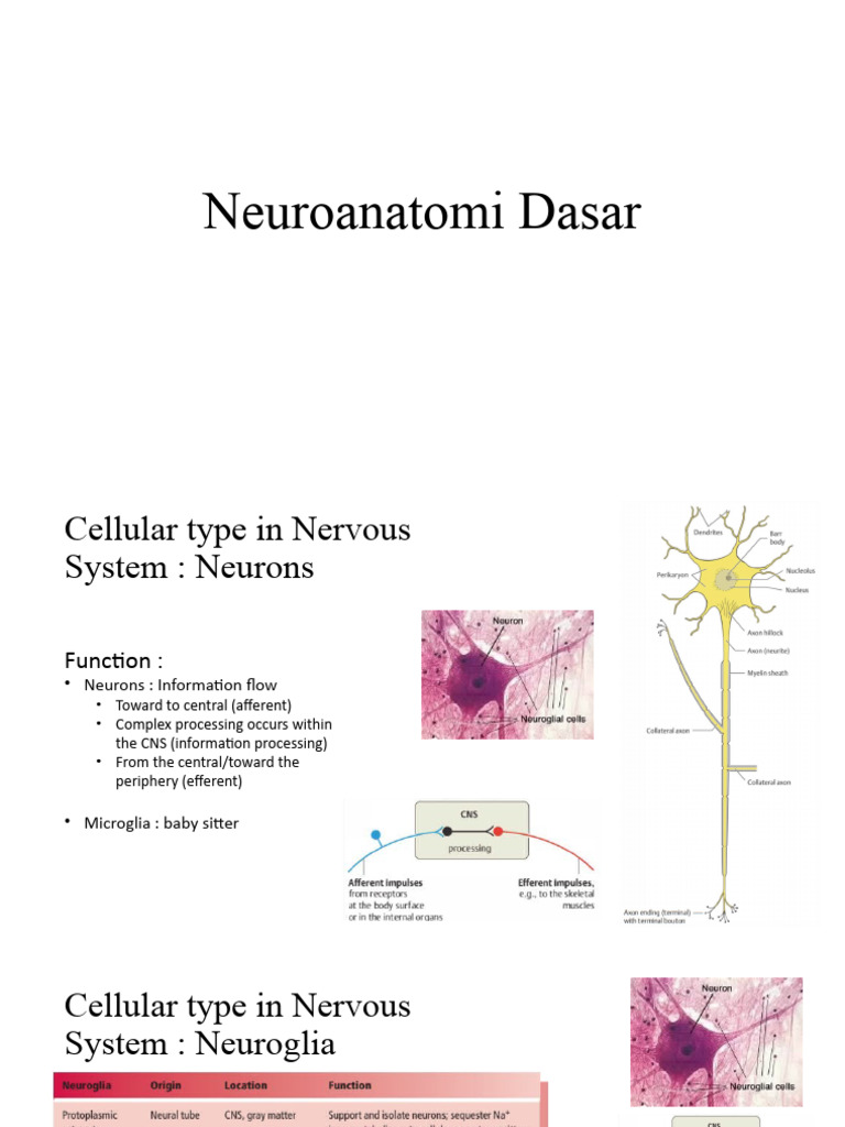 Neuroanatomi Dasar | PDF | Cerebrum | Spinal Cord