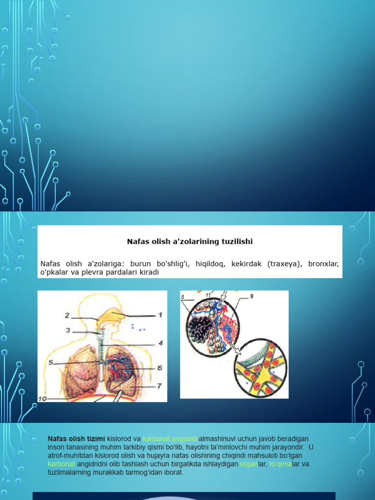 Behro'z Anatomiya | PDF