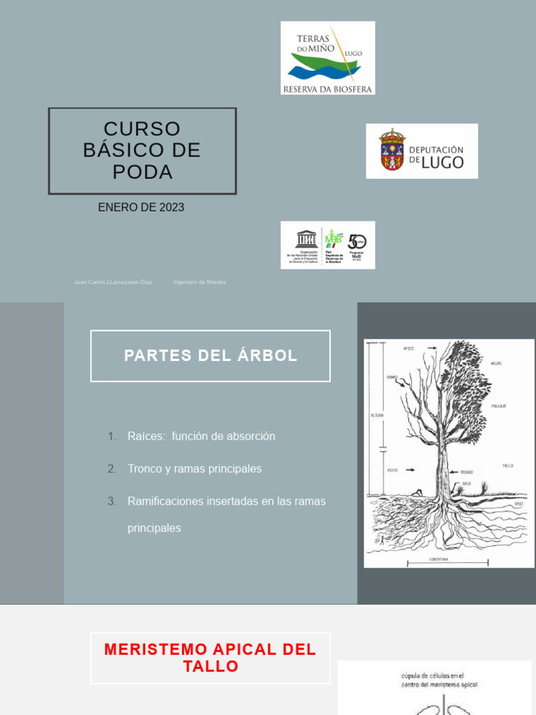 Curso básico de poda 2023 fisiologia | Descargar gratis PDF | Tallo de la planta | Ramas de la ...