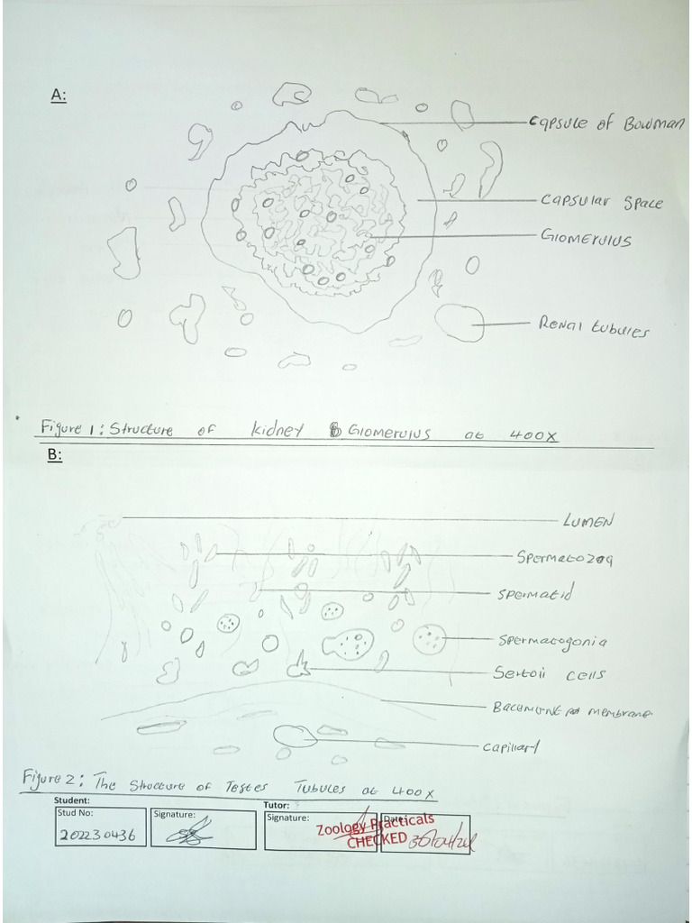 Practical 5 - Urinary and Reproductive System | PDF