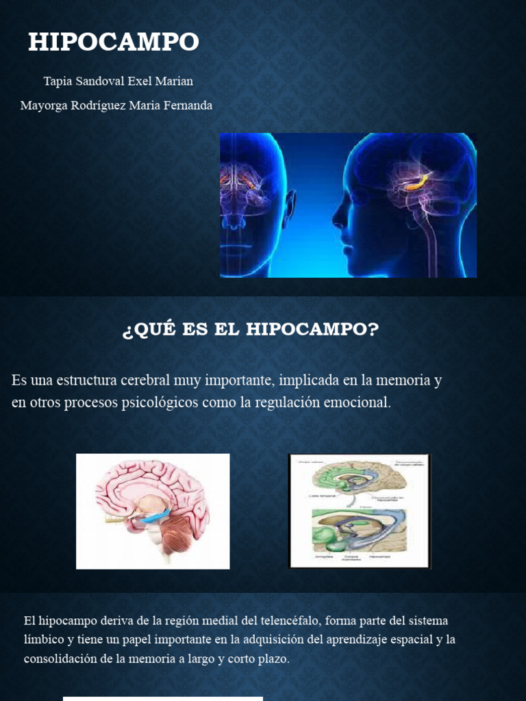 Funciones y Estructura del Hipocampo | PDF | Memoria | Hipocampo