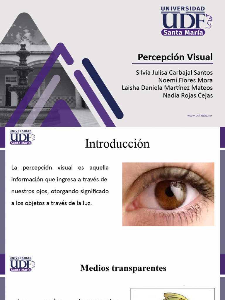 Anatomía y Función de la Percepción Visual | PDF | Percepción visual ...