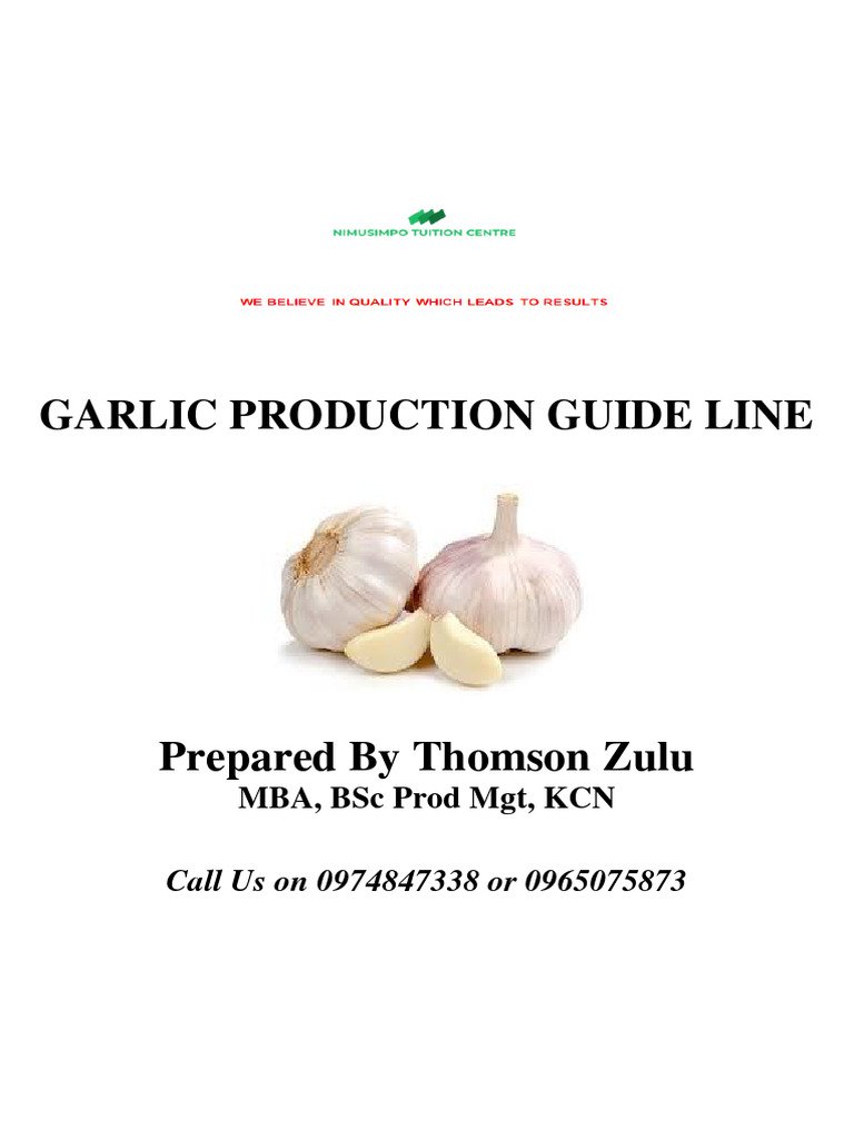 Garlic Production Guide | PDF | Garlic | Mulch