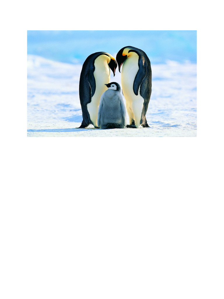 Seb likes Big Mac penguins | PDF