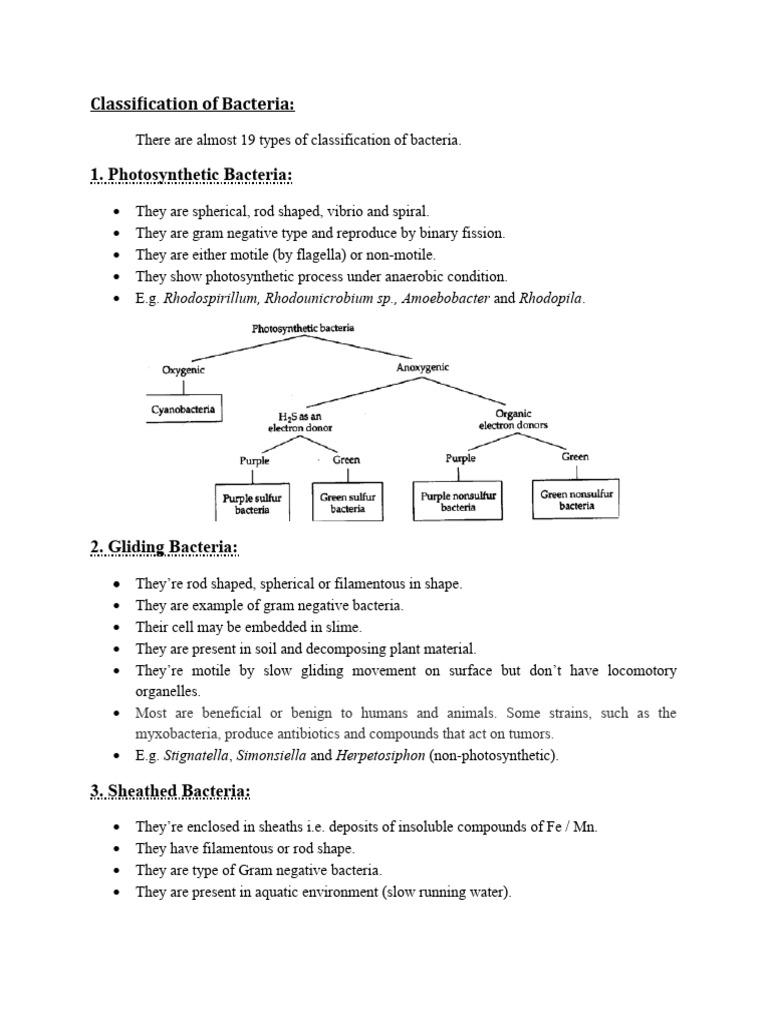 Classification of Bacteria | PDF | Bacteria | Bacillus