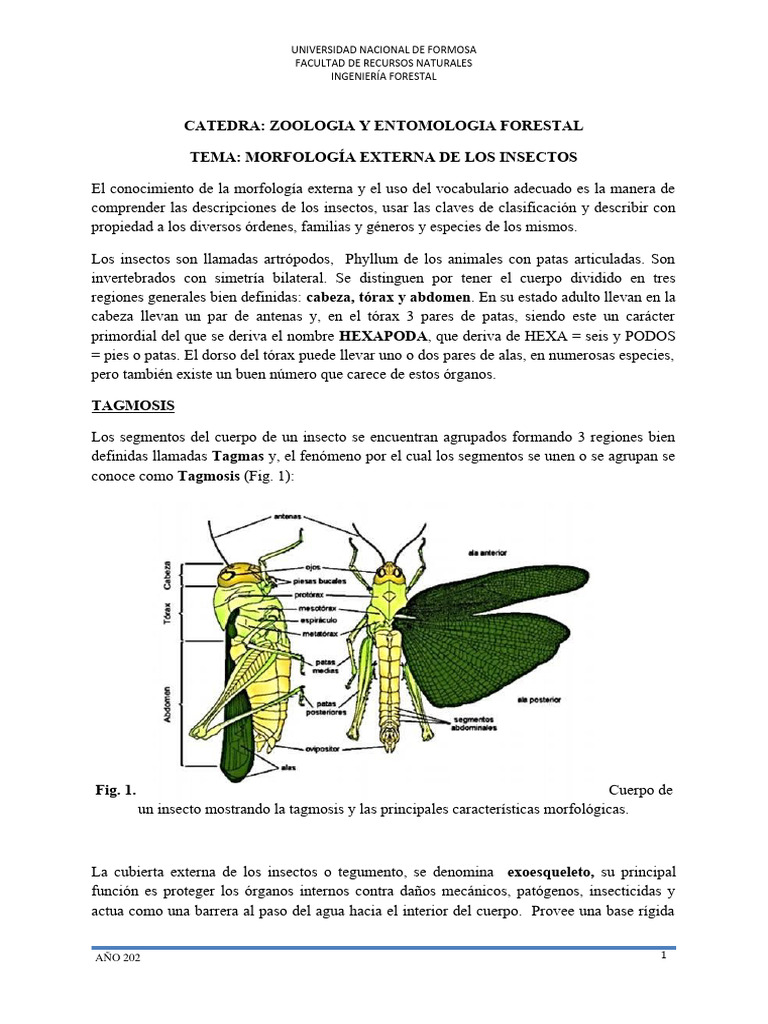 MORFOLOGÍA EXTERNA DE LOS INSECTOS | Descargar gratis PDF | Insectos ...
